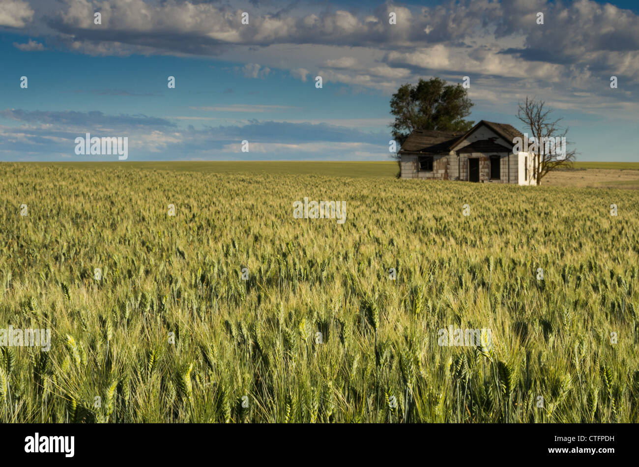 Field of wheat surrounds an abandoned farmhouse under stormy sky Stock ...