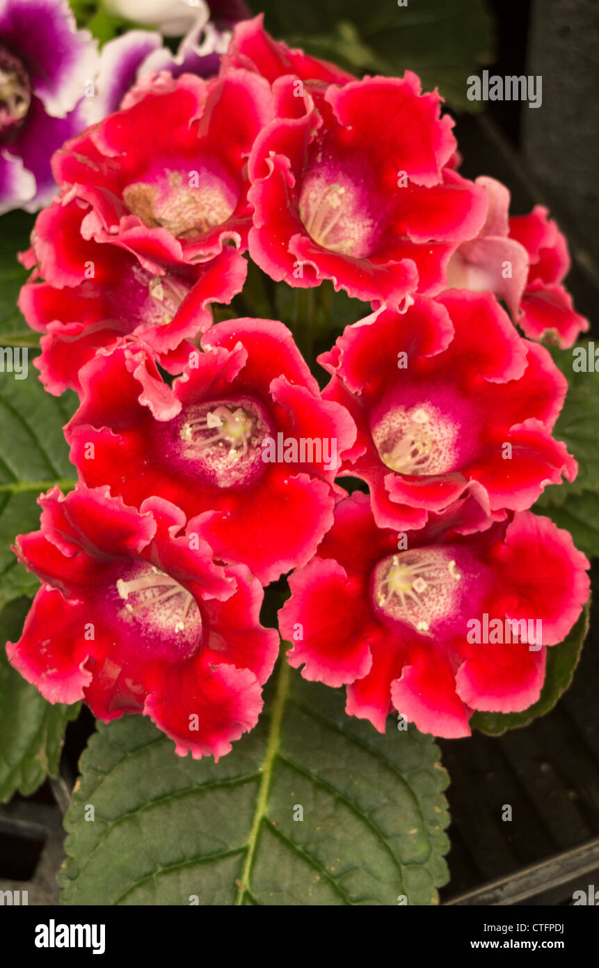 Gloxinia plant in full bloom with red flowers Stock Photo - Alamy