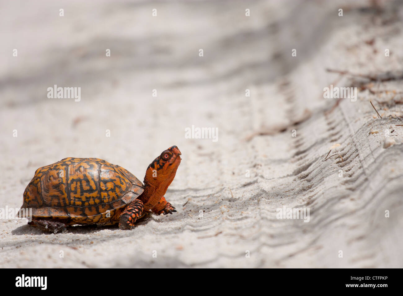 Eastern box turtle (Terrapene carolina carolina) crossing a sand roadk ...