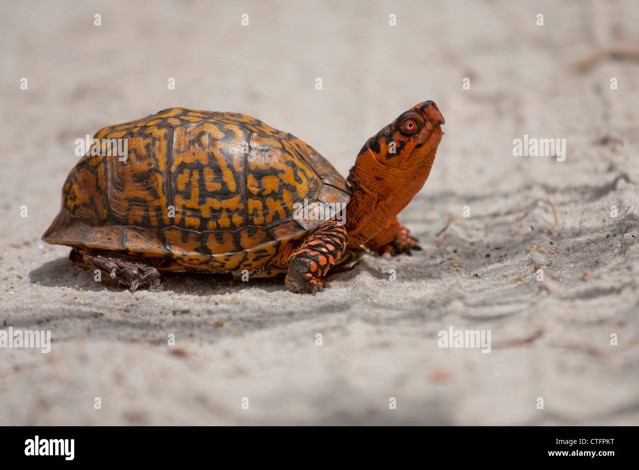 Male eastern box turtle (Terrapene carolina carolina) crossing a sand ...
