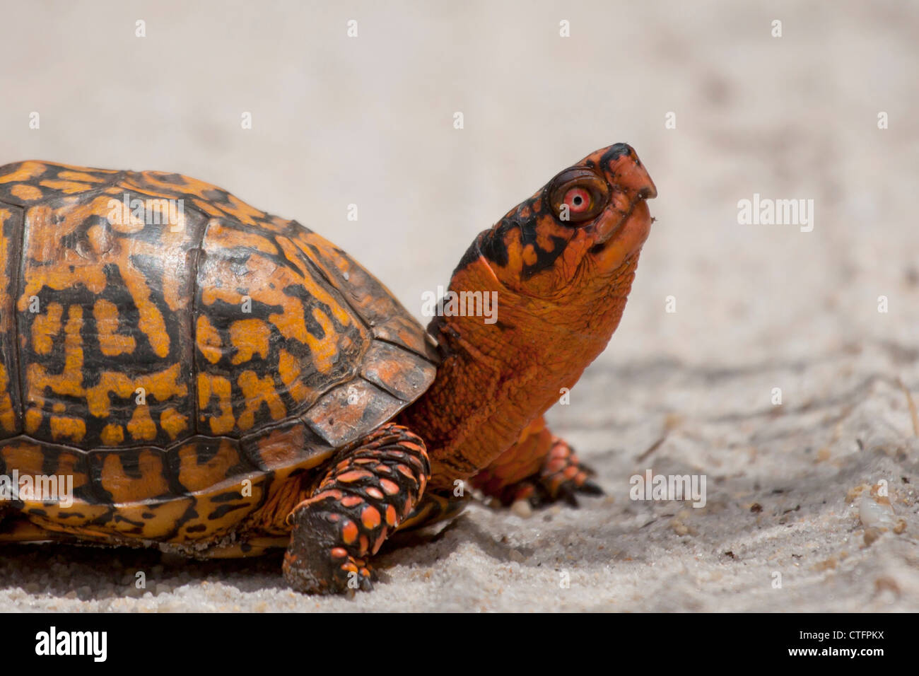 Eastern box turtle shell pattern hi-res stock photography and images ...