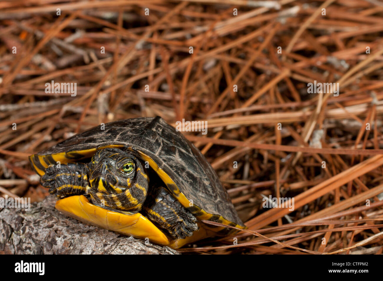 Yellow-bellied slider turtle (Trachemys scripta scripta Stock Photo - Alamy