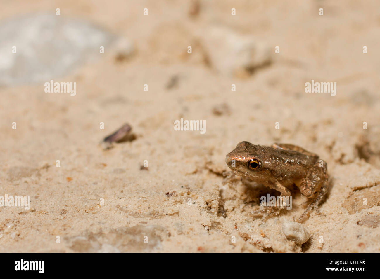 Upland chorus frog (Pseudacris feriarum) metamorph Stock Photo - Alamy