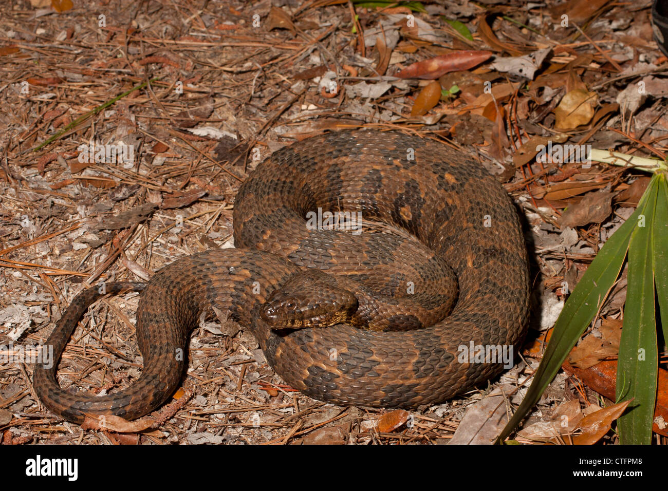 Brown watersnake - Nerodia taxispilota Stock Photo - Alamy