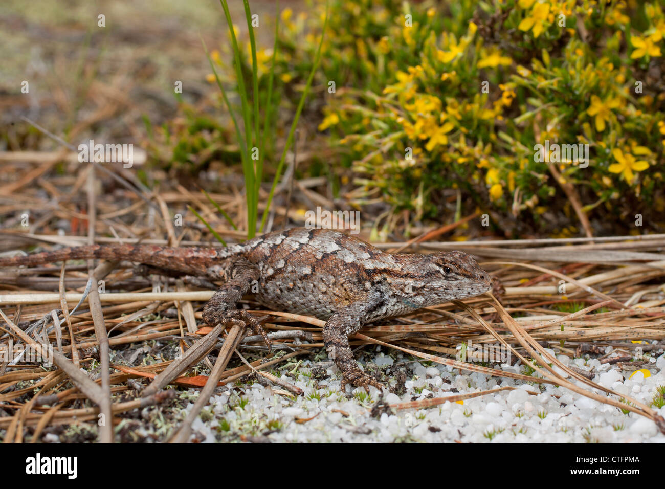 Eastern fence lizard - Sceloporus undulatus Stock Photo - Alamy
