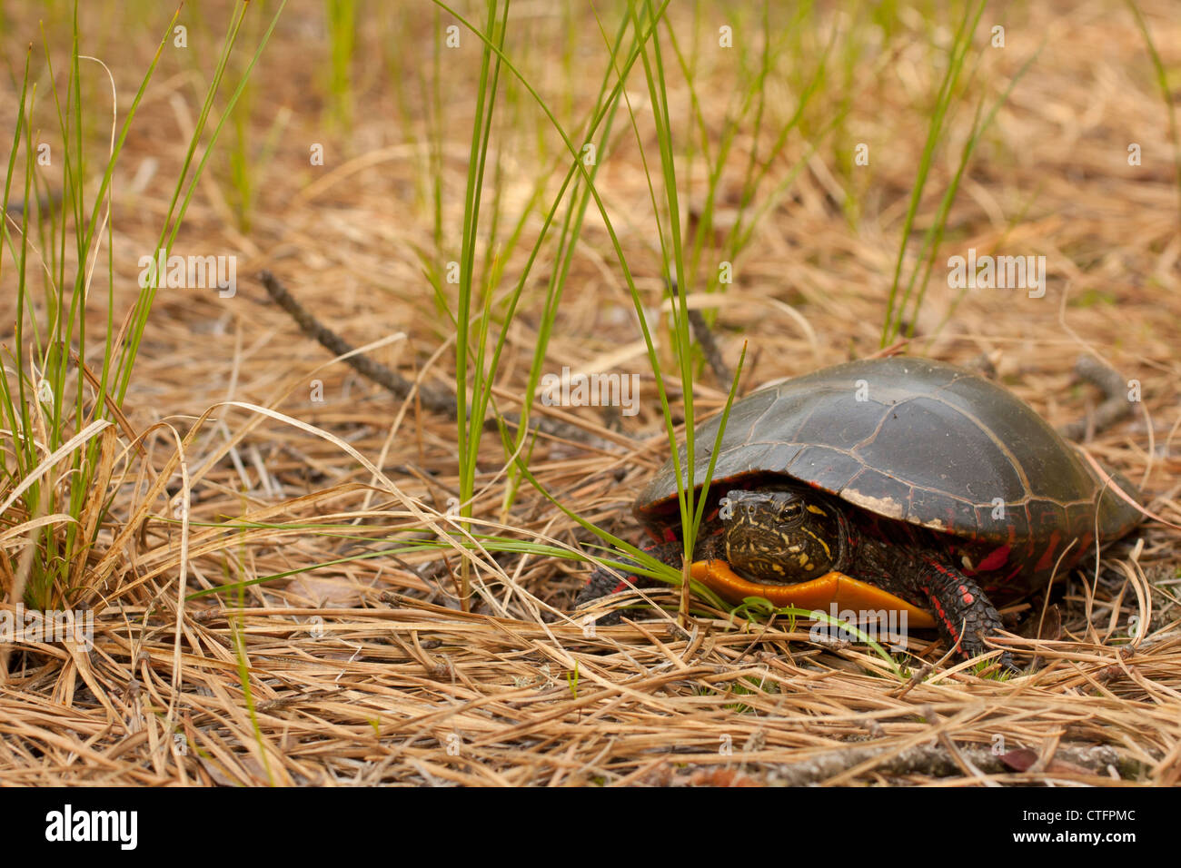Female painted turtle - Chrysemys picta picta Stock Photo - Alamy