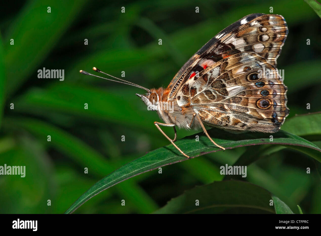 Common Buckeye (Junonia coenia) butterfly Stock Photo - Alamy