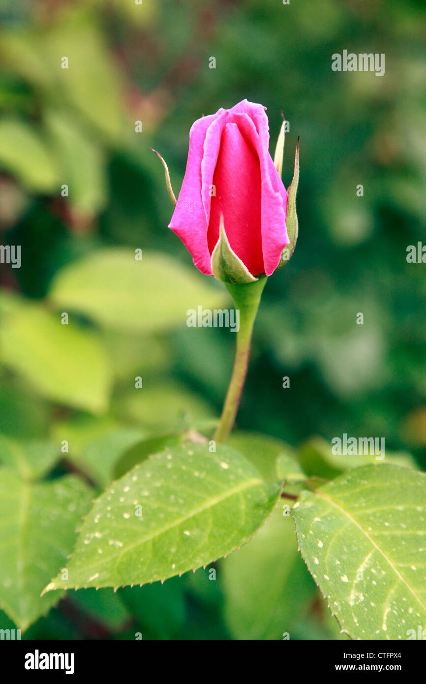 Pink rose bud Stock Photo - Alamy