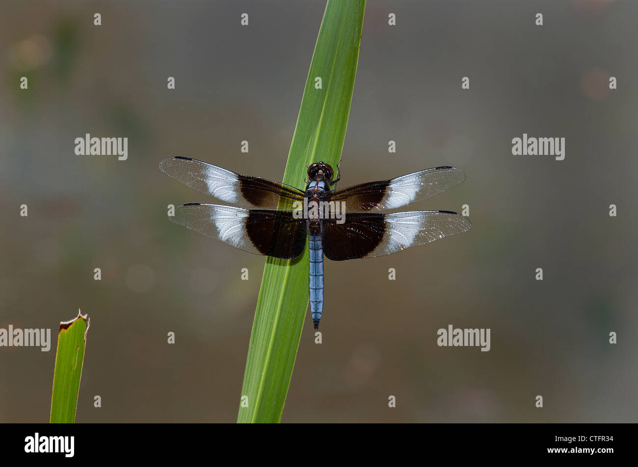Widow Skimmer Dragonfly, Libellula luctuosa Stock Photo - Alamy