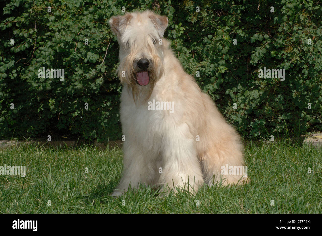 Soft-coated Wheaten Terrier sitting Stock Photo - Alamy