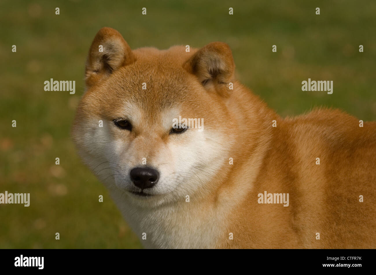 Shiba Inu High Resolution Stock Photography and Images - Alamy