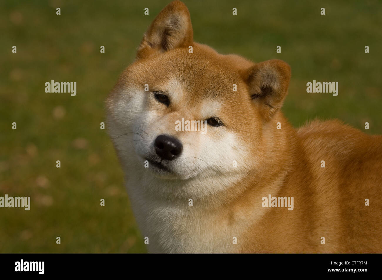 Shiba Inu-head shot Stock Photo - Alamy