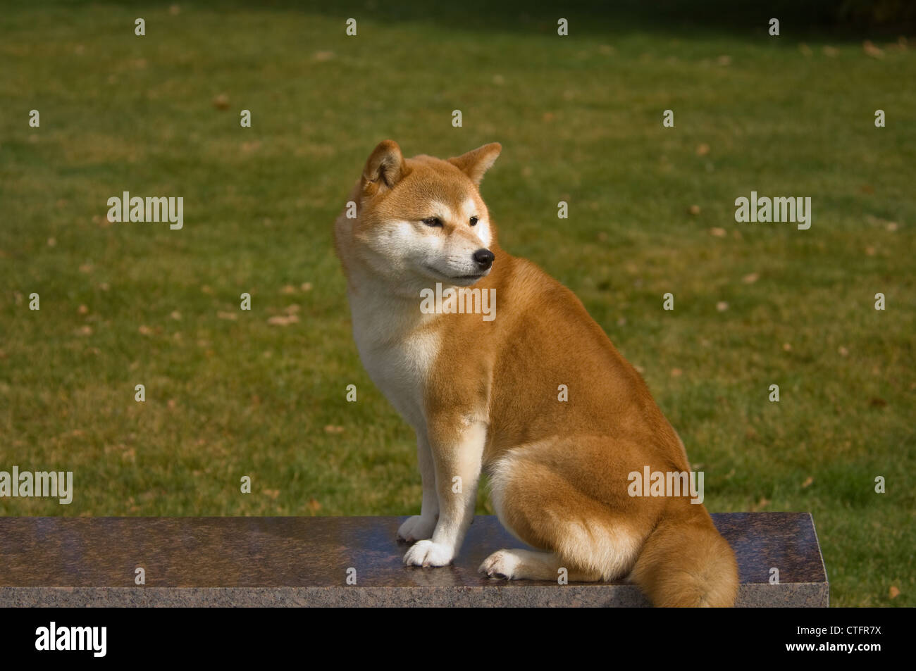 Sitting shiba inu hi-res stock photography and images - Alamy
