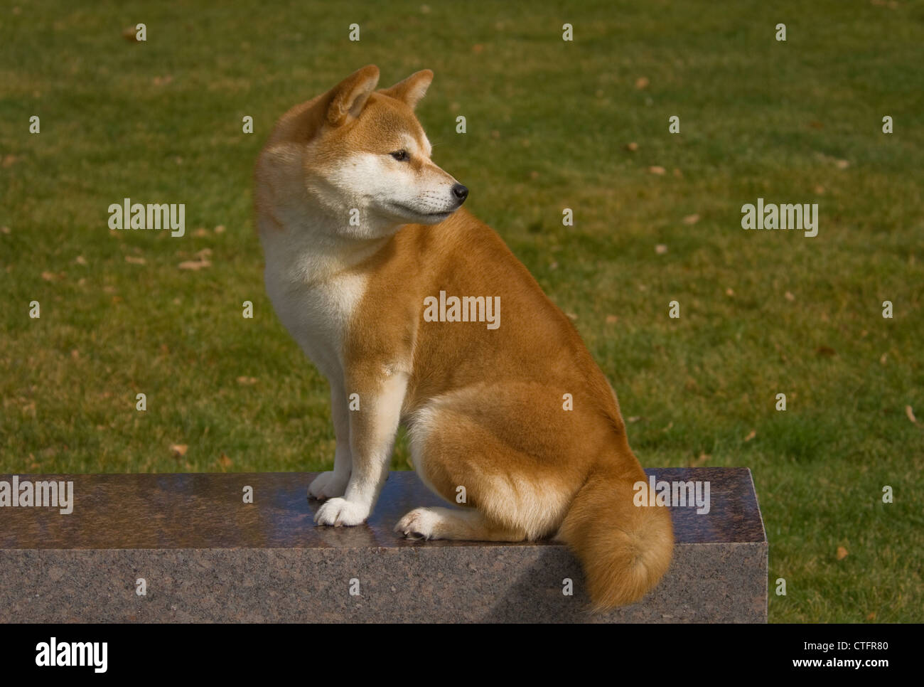 Sitting shiba inu hi-res stock photography and images - Alamy
