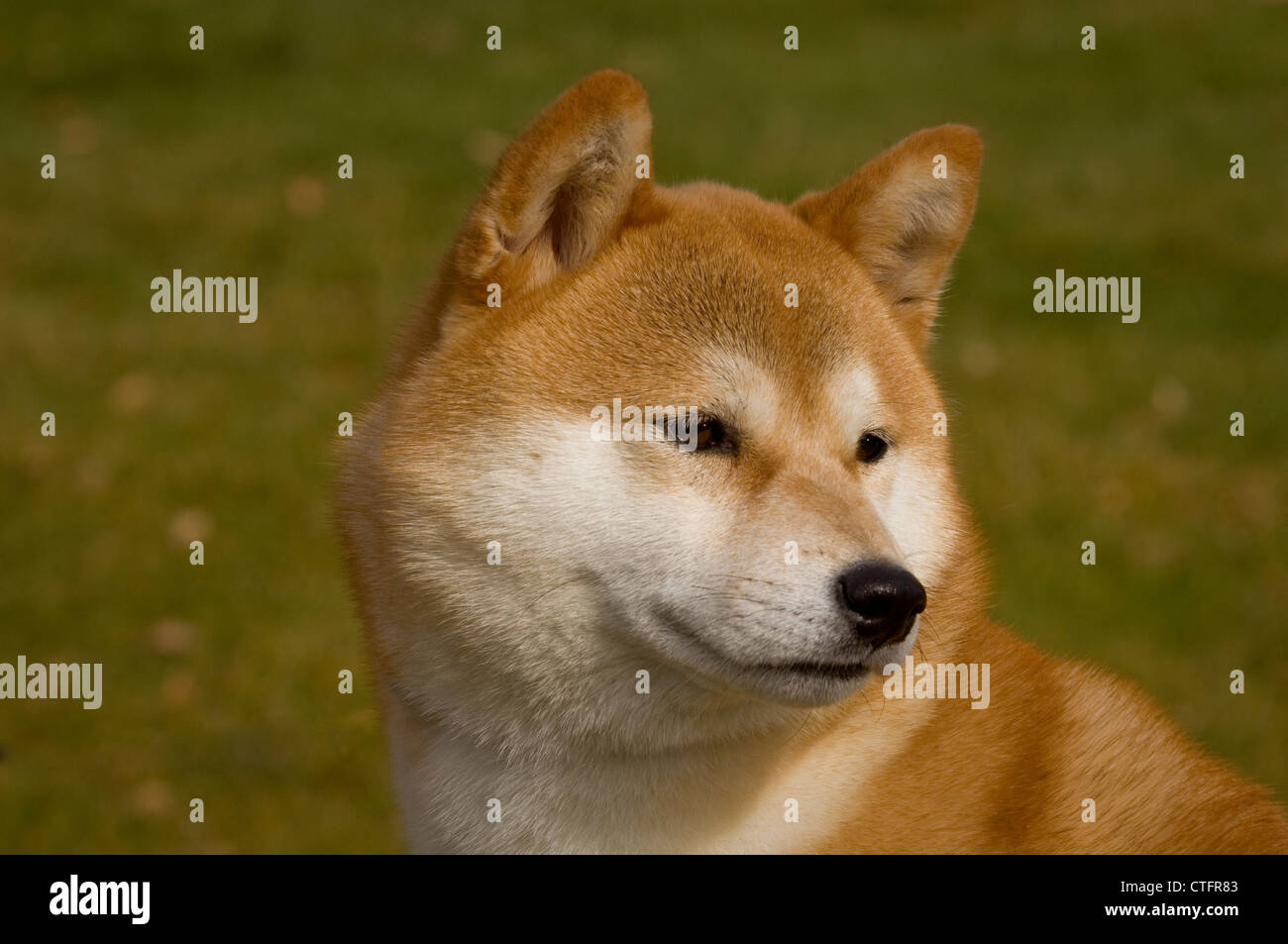 Shiba Inu-head shot Stock Photo - Alamy