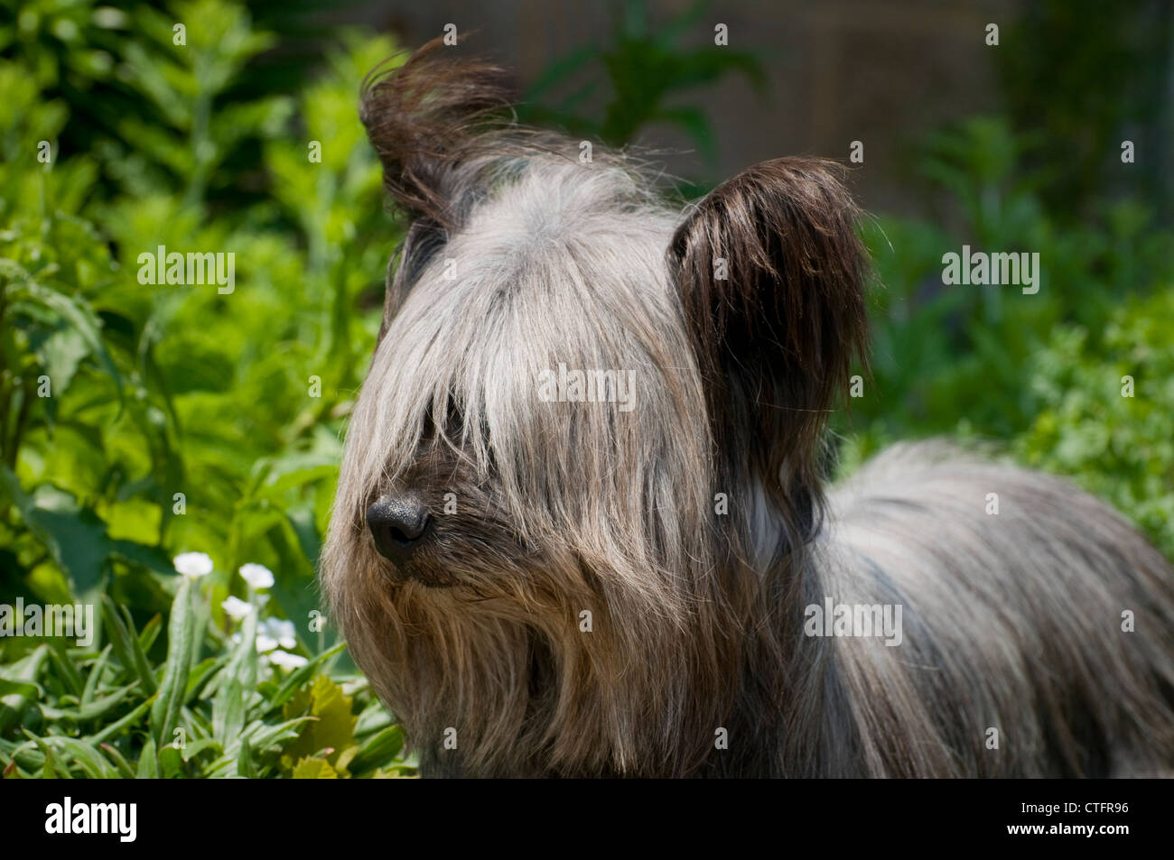 Silver Terrier High Resolution Stock Photography and Images - Alamy