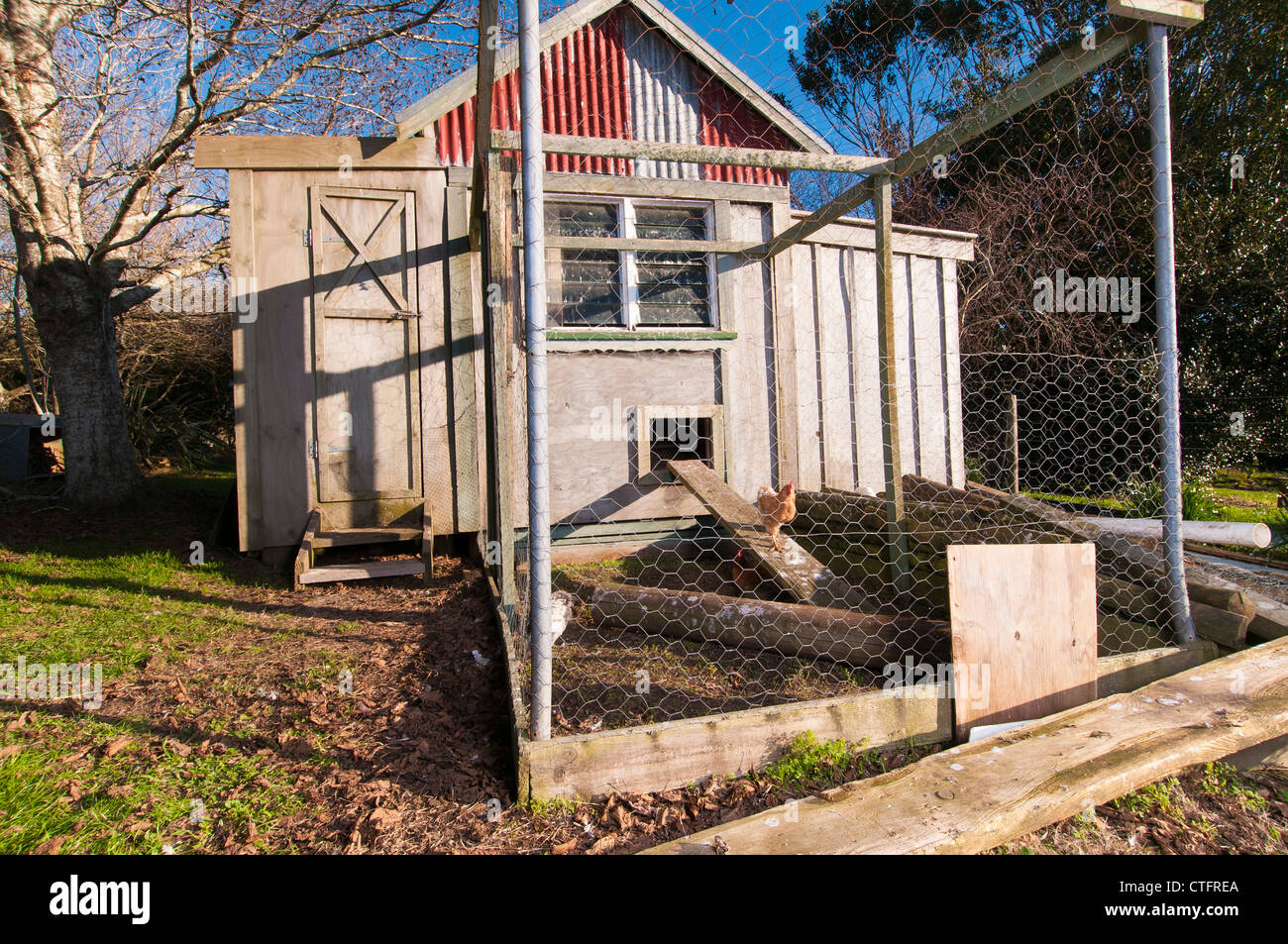 Young Girl feeding chickens at a chicken hut on a lifstyle block, just ...