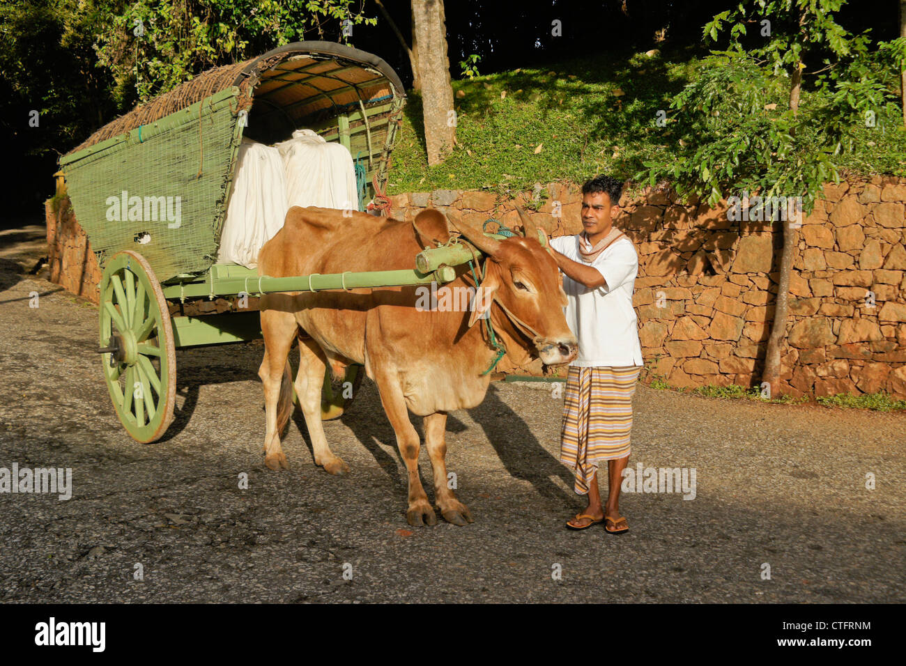 Man with bullock cart, Sri Lanka Stock Photo - Alamy