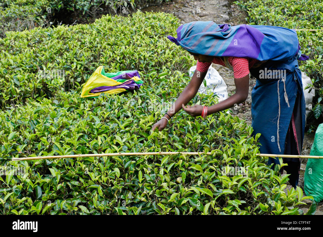 Indian woman plucking tea leaves hi-res stock photography and images ...