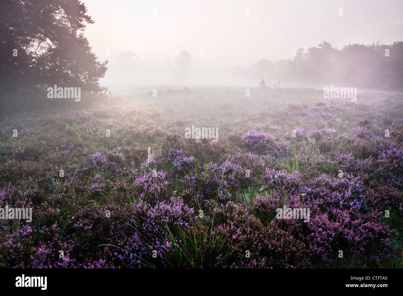 The Netherlands, Bussum, Early morning, flowering heath Stock Photo - Alamy