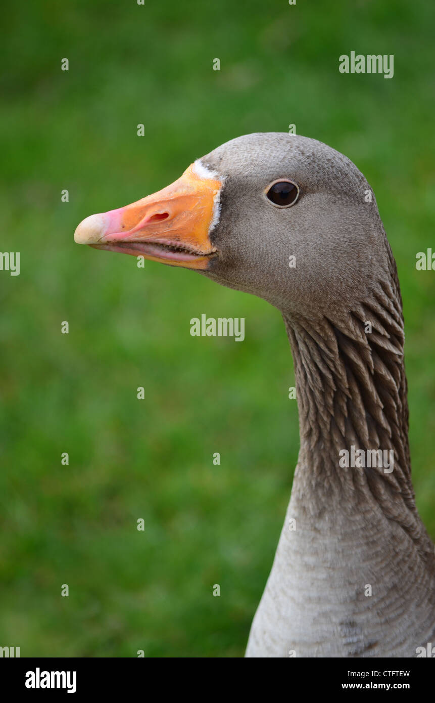 Close up goose head hi-res stock photography and images - Alamy