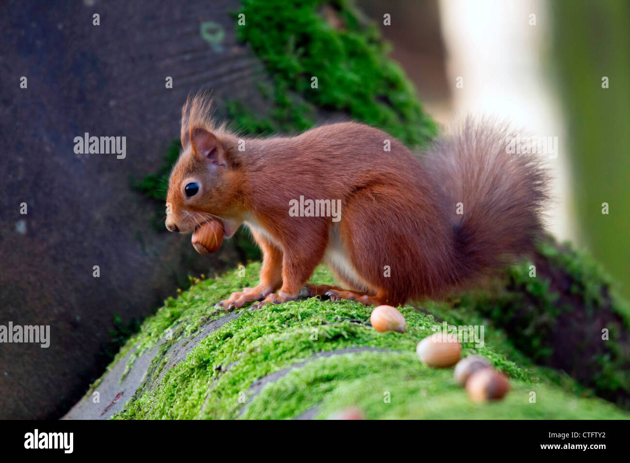 Red Squirrel Takes a Waiting Nut Stock Photo - Alamy