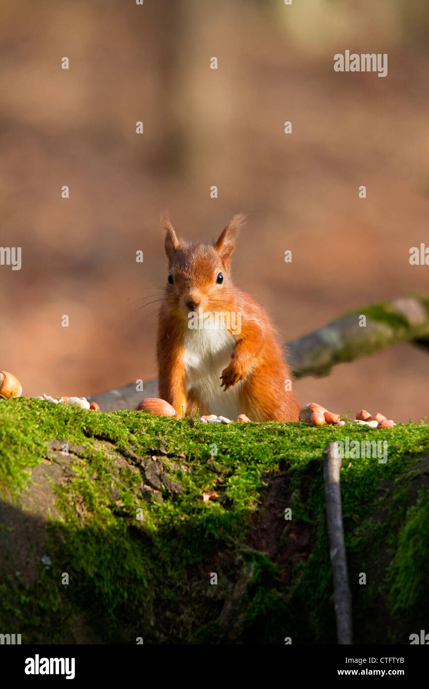 Curious Red Squirrel Stock Photo - Alamy