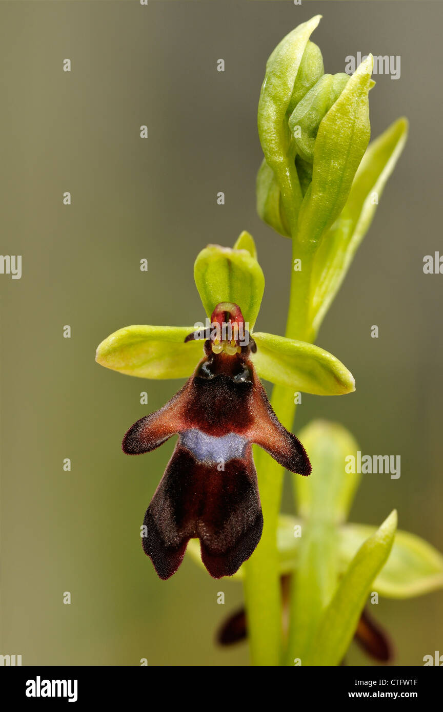 Fly Orchid - Ophrys insectifera Stock Photo - Alamy