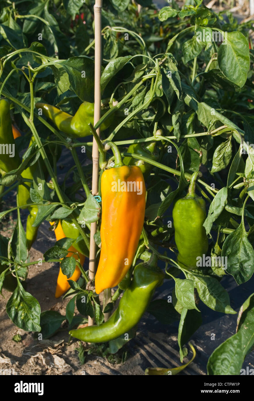 Peppers (Capsicum annuum) growing on Field Plants Stock Photo - Alamy