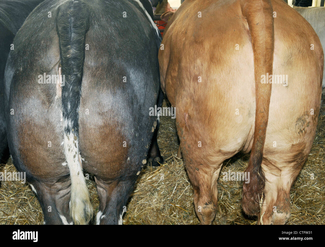 ox rear view Stock Photo - Alamy