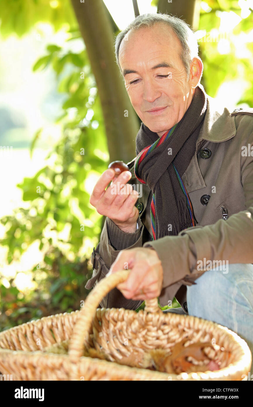 Senior man picking chestnuts Stock Photo - Alamy