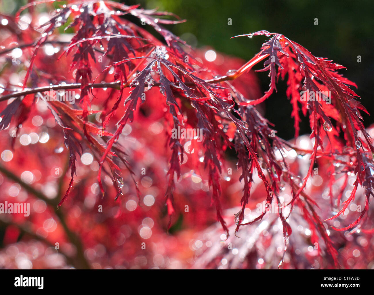 red acer plant in garden Stock Photo - Alamy