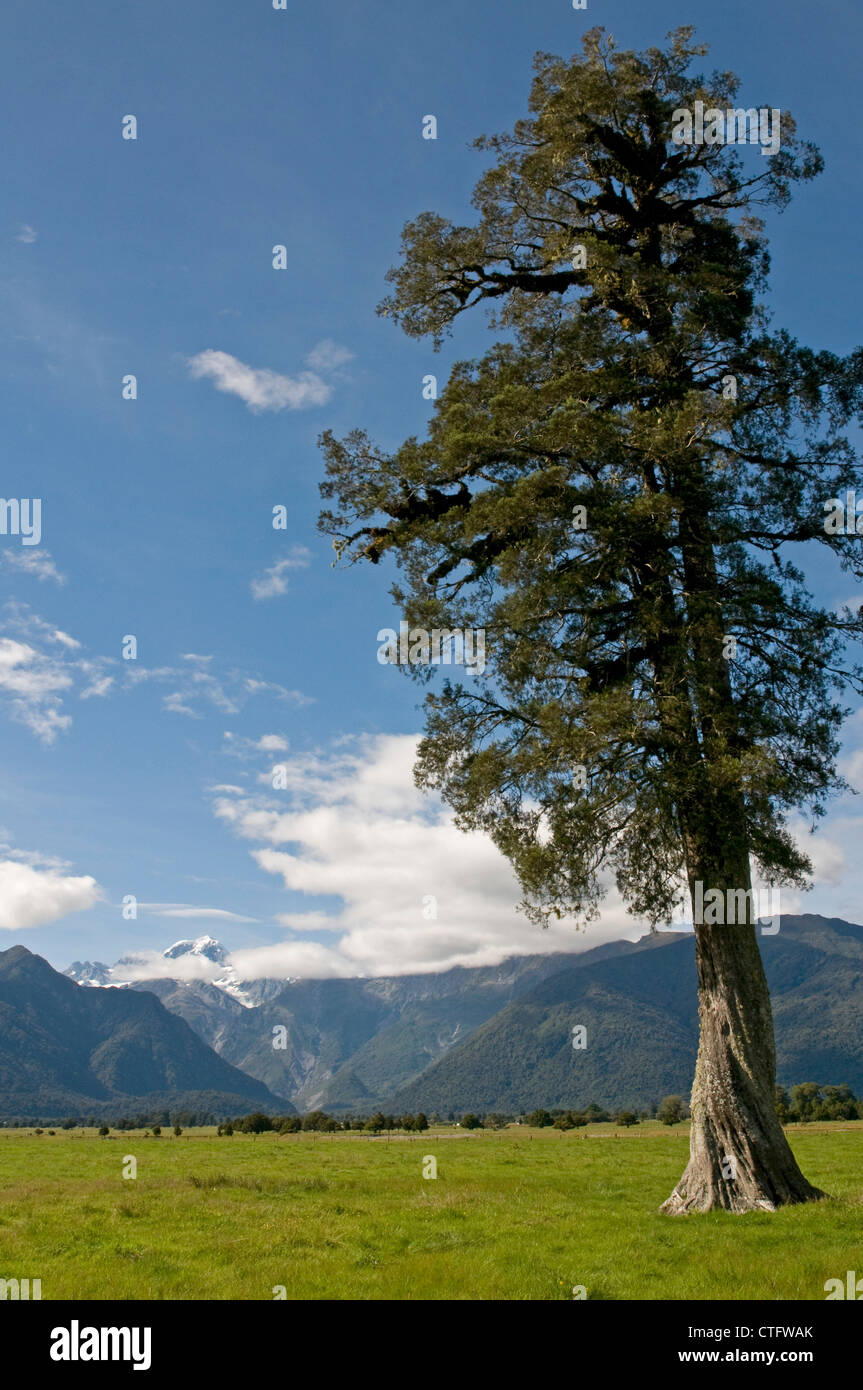 View towards the distant snow-capped peak of Mount Cook, from a vantage ...