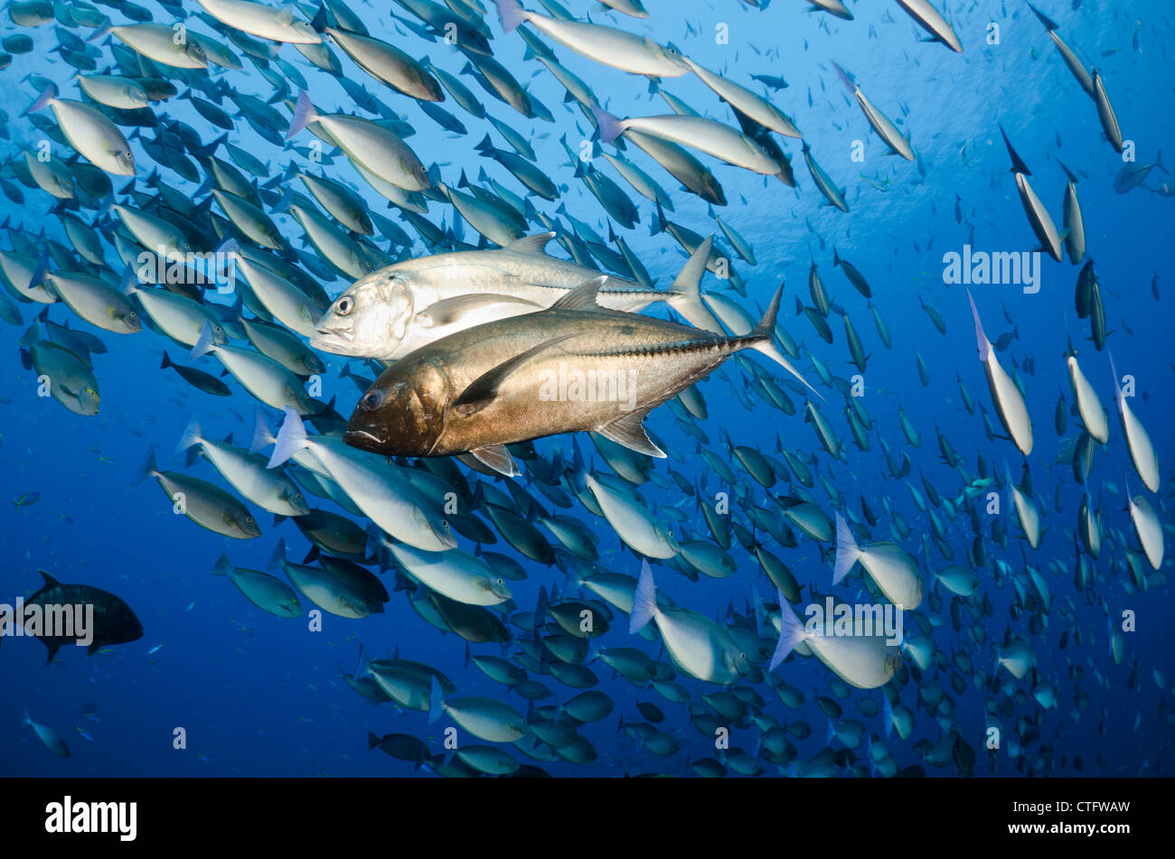 Schooling yellow surgeon fish, Gili Lawa, Komodo national park ...