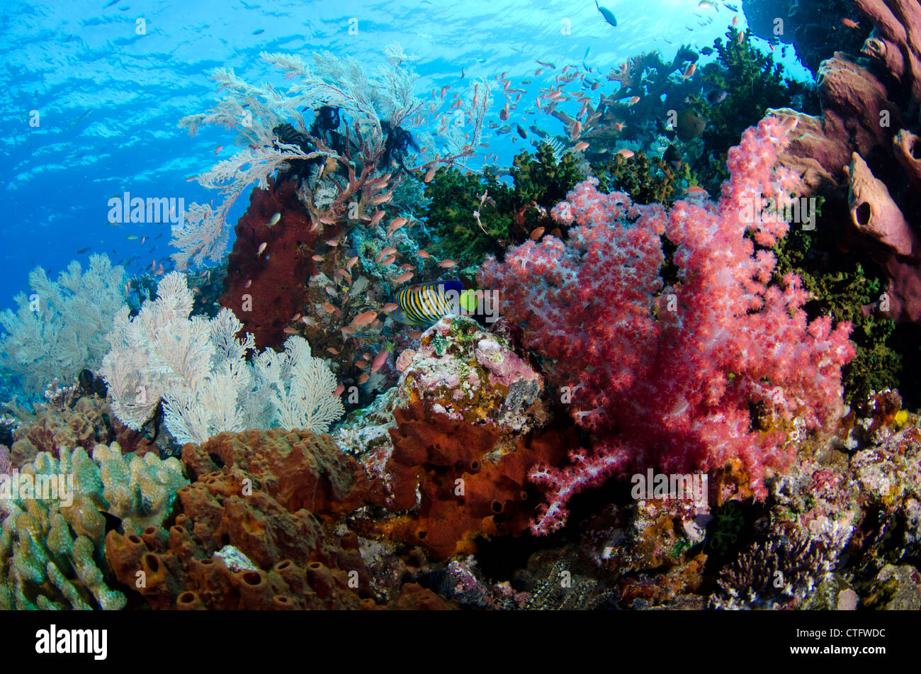 Coral reef scene, Komodo national park, Indonesia Stock Photo - Alamy