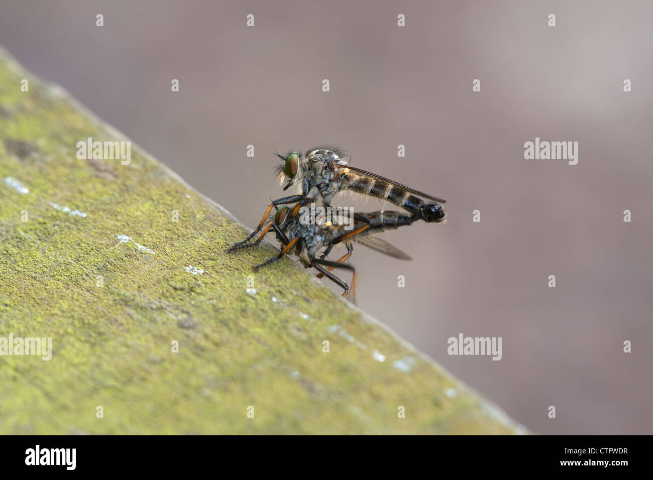 Robber Fly Asilidae species mated pair Stock Photo - Alamy