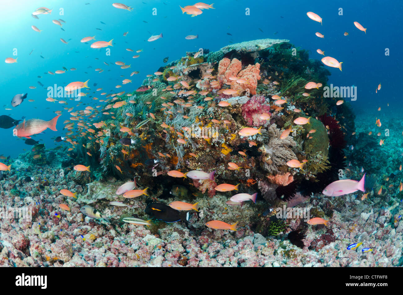Coral reef scene, Komodo national park, Indonesia Stock Photo - Alamy