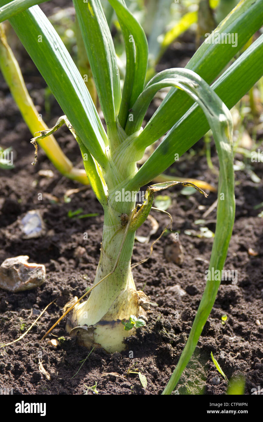 Organic Onion plant in July Stock Photo - Alamy