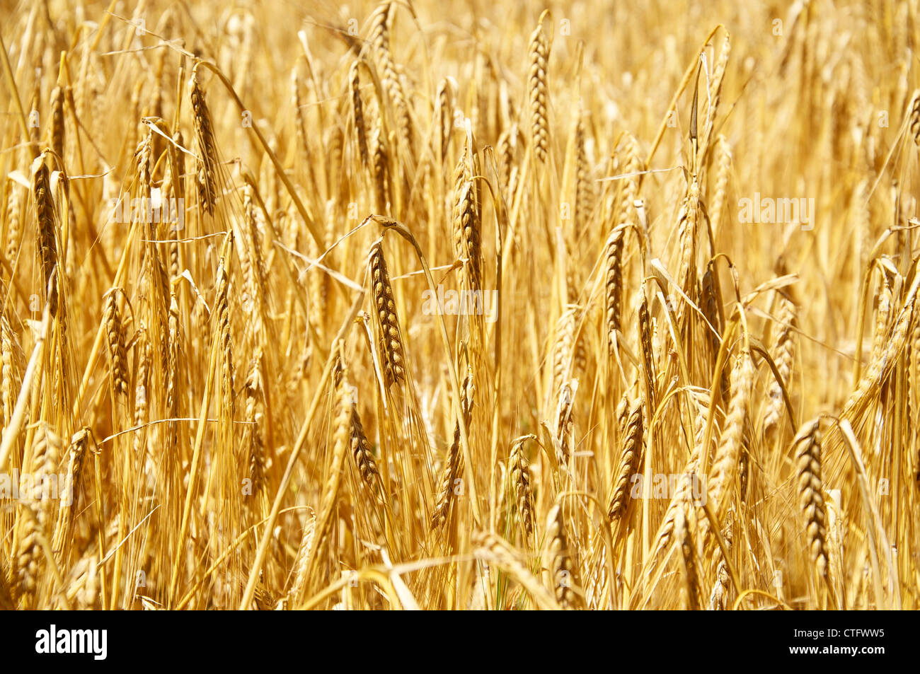 Barley crops hi-res stock photography and images - Alamy