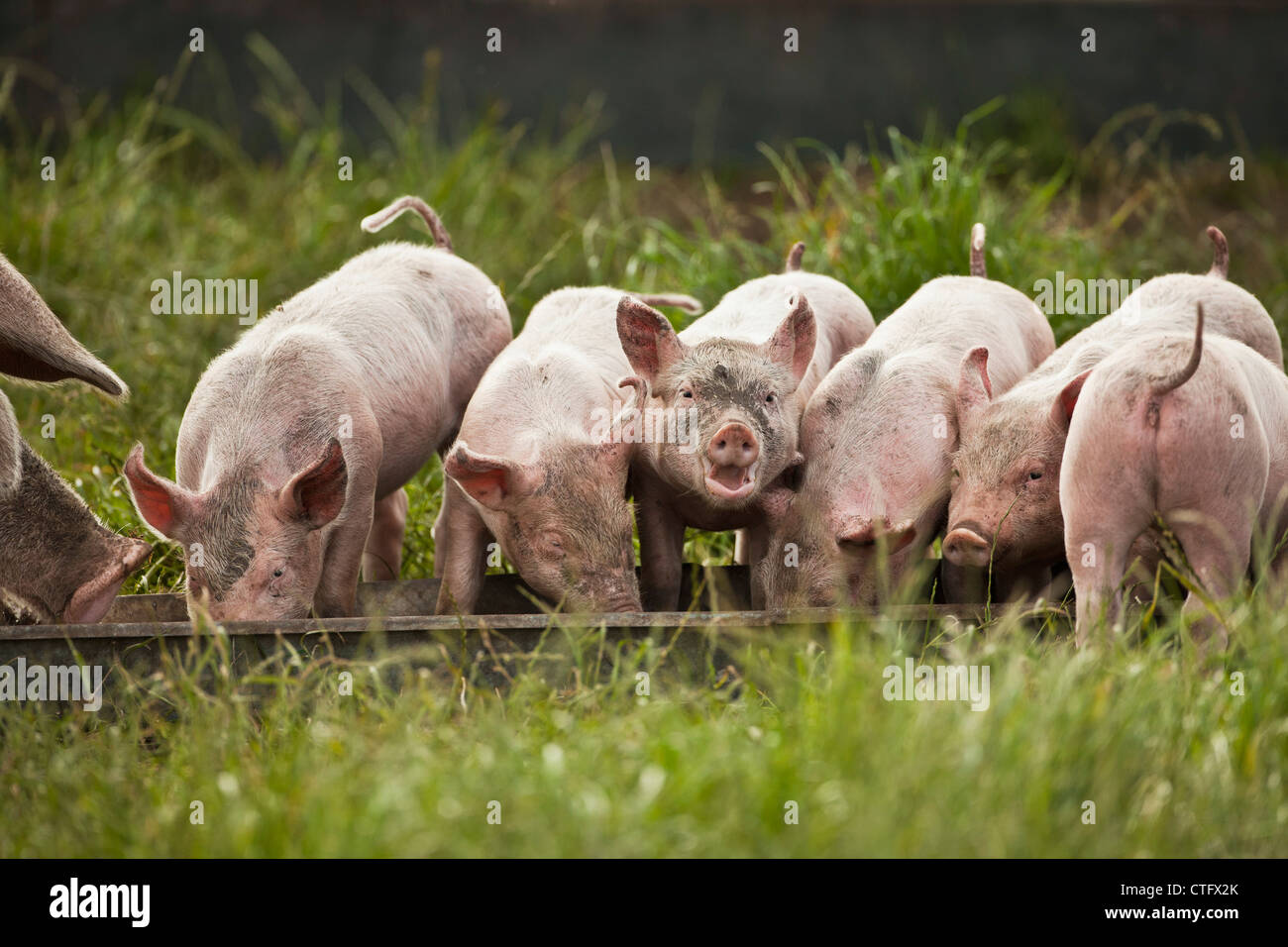 The Netherlands, Kortenhoef, Pigs. Sow and piglets Stock Photo - Alamy