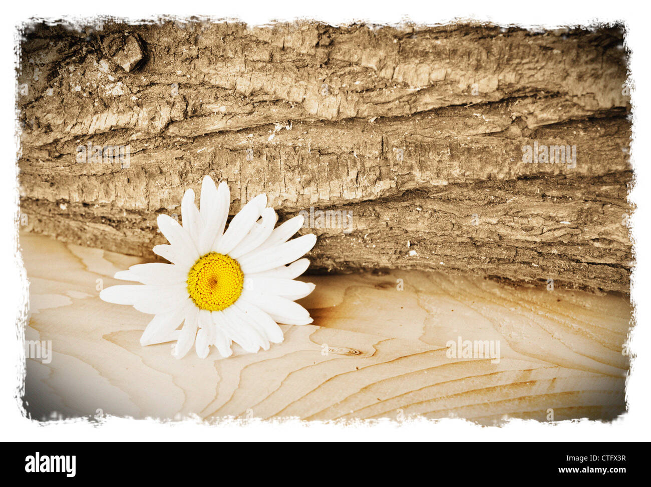 Timber flower hi-res stock photography and images - Alamy