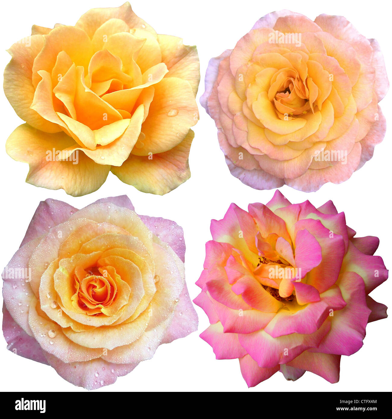 set of 4 yellow and pink roses blooming Stock Photo - Alamy