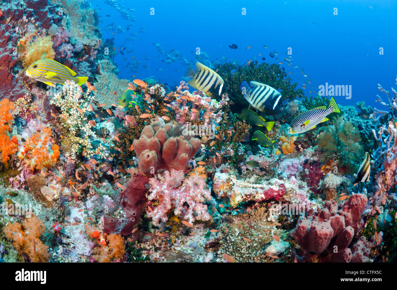 Coral reef scene, Komodo national park, Indonesia Stock Photo - Alamy