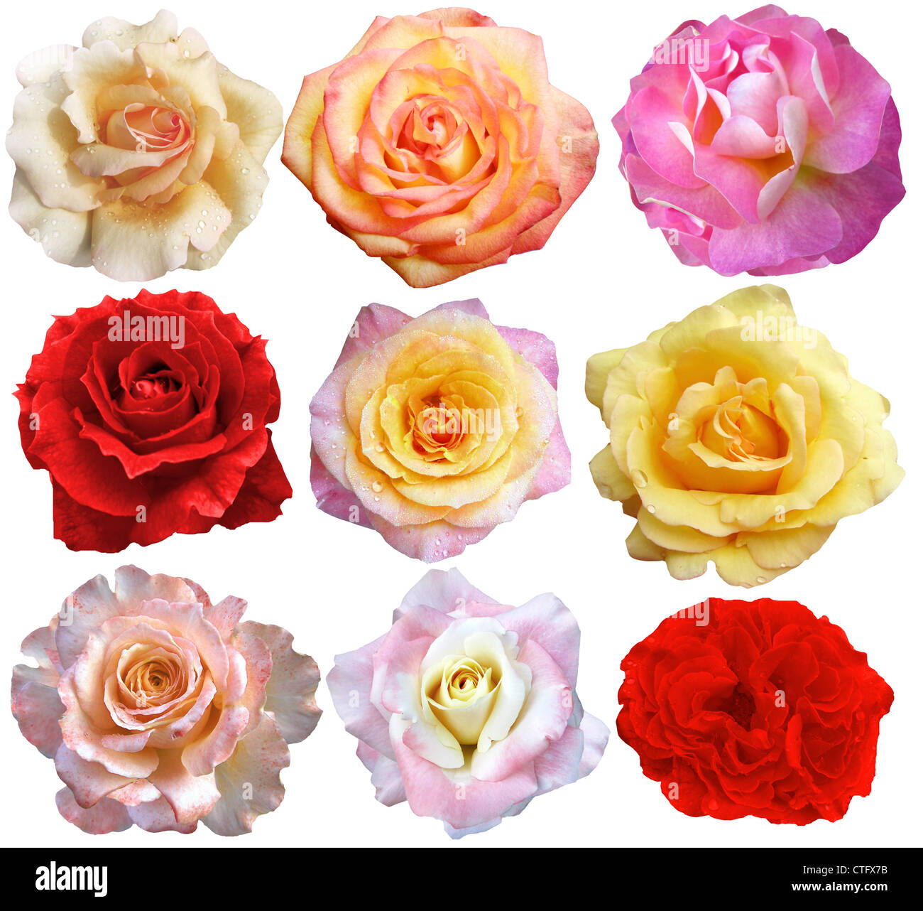 set of 9 roses blooming Stock Photo - Alamy