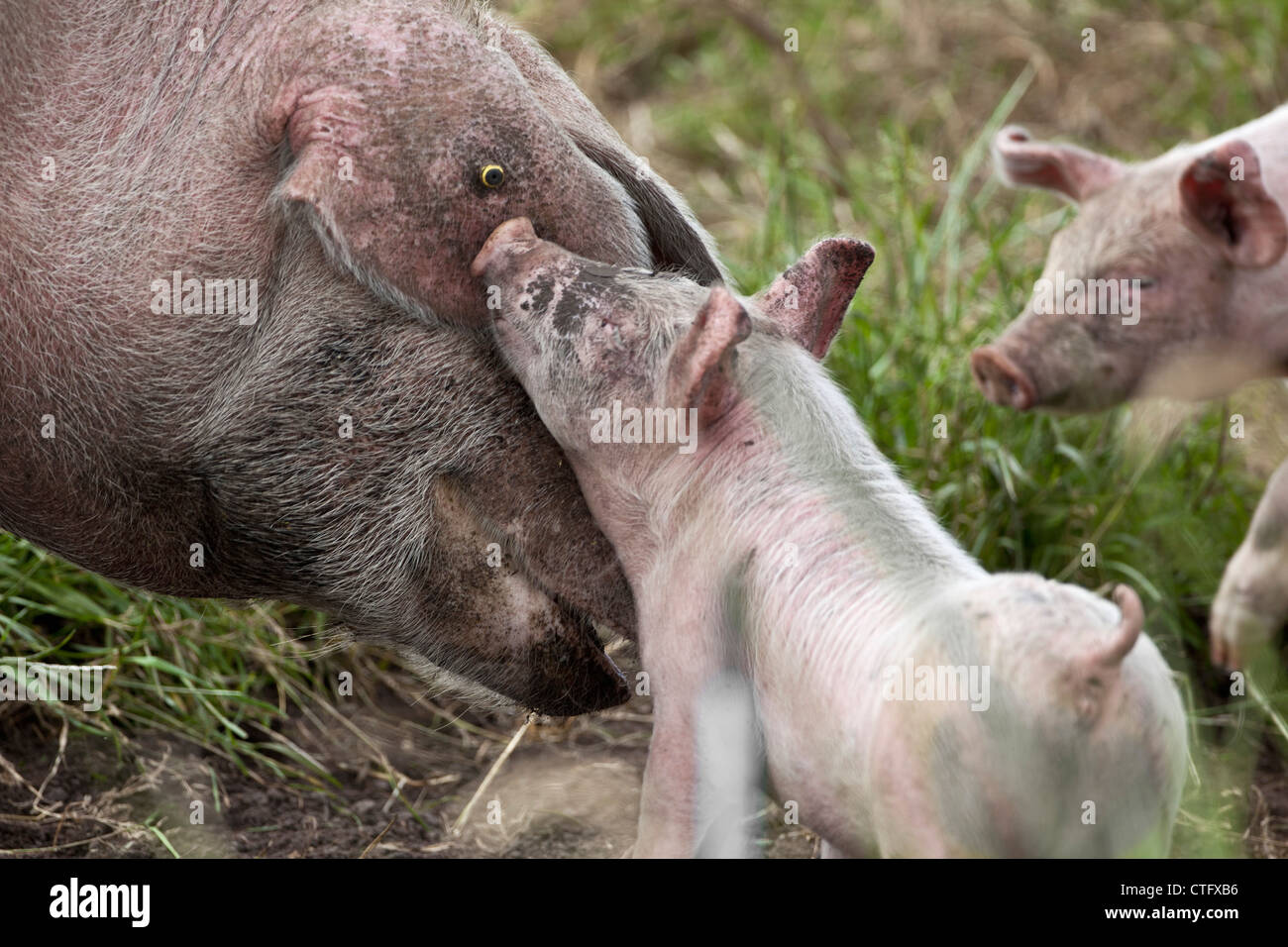 The Netherlands, Kortenhoef, Pigs. Sow and piglets Stock Photo - Alamy