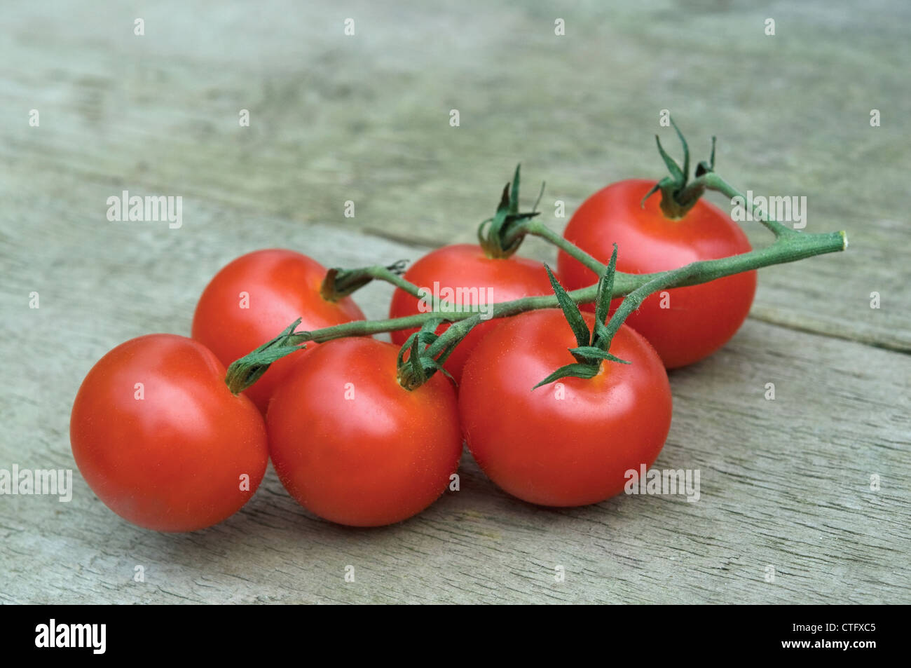 Lycopersicon esculentum, Tomato Stock Photo - Alamy