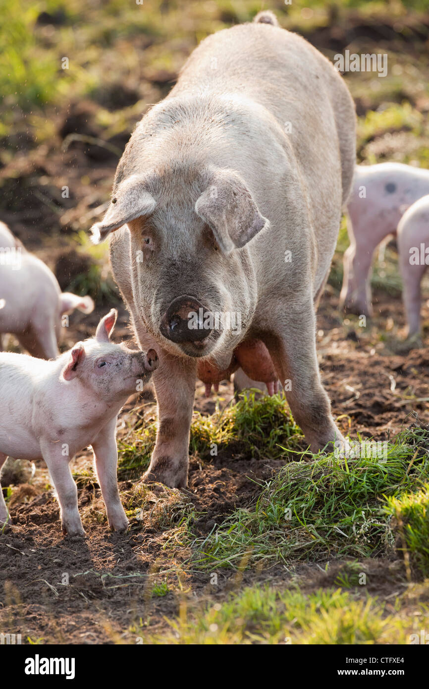 The Netherlands, Kortenhoef, Pigs. Sow and piglets Stock Photo - Alamy