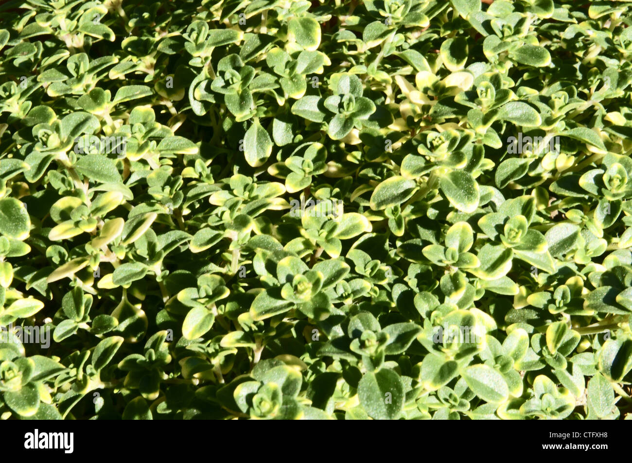 Doone Valley Lemon Thyme, Thymus x citriodorus Doone Valley Stock Photo ...