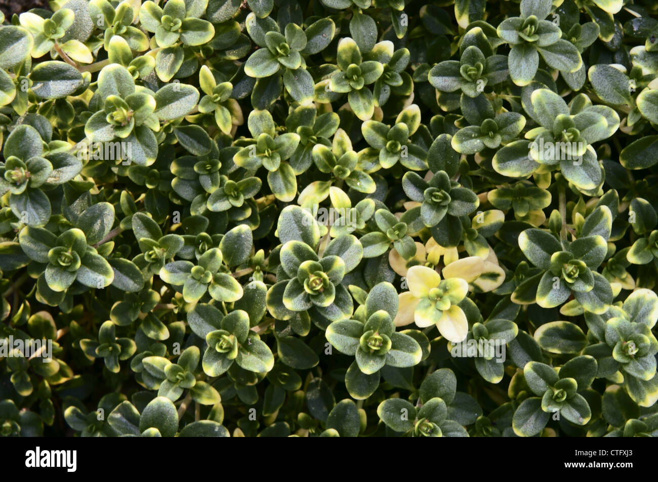 Doone Valley Lemon Thyme, Thymus x citriodorus Doone Valley Stock Photo ...
