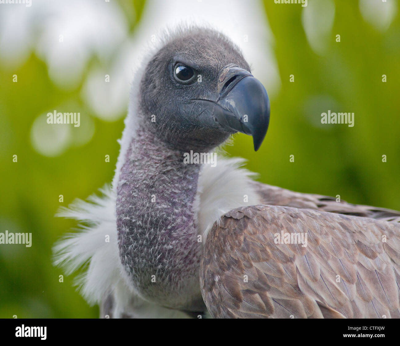 African White Backed Vulture (gyps africanus Stock Photo - Alamy